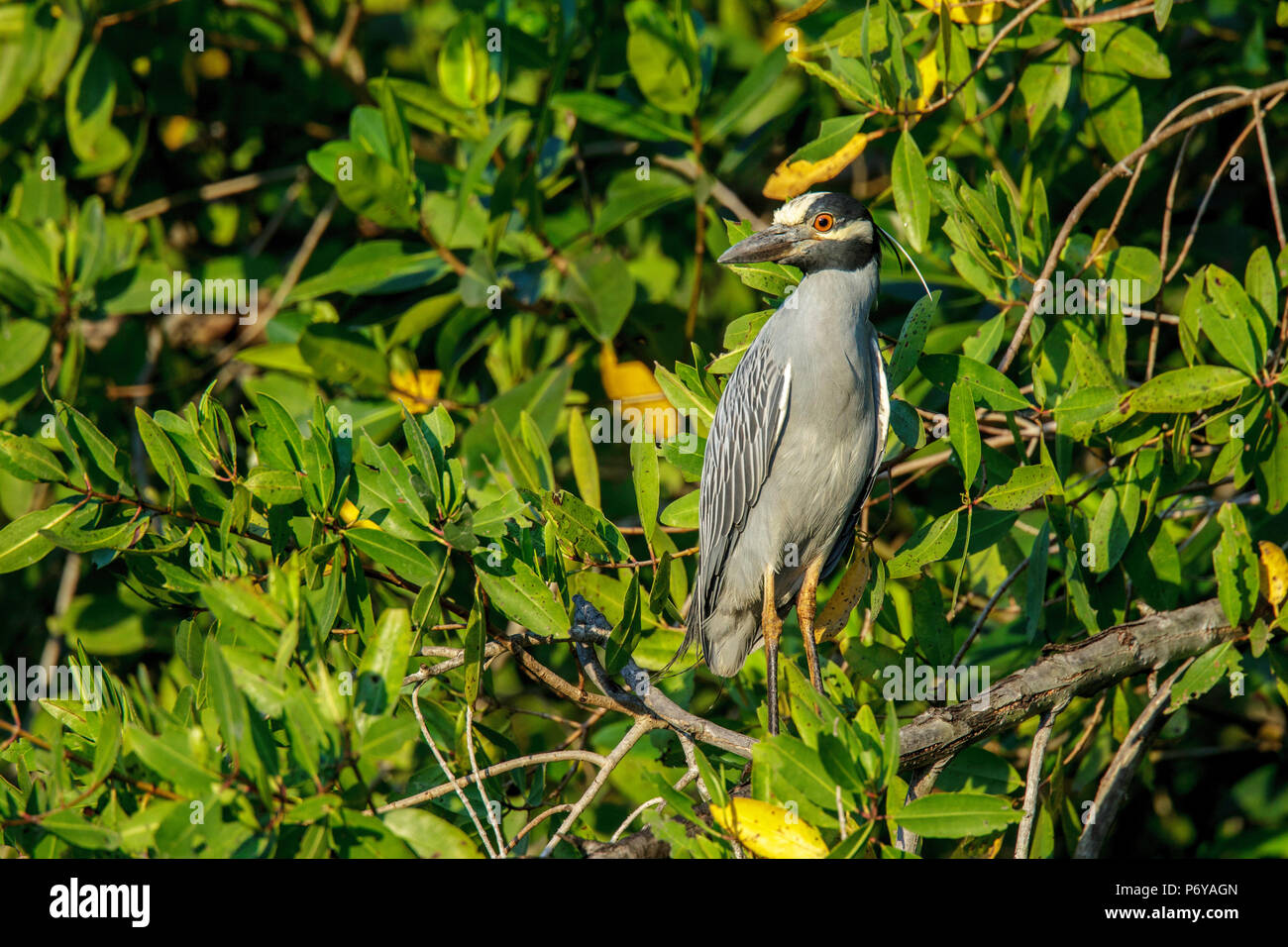 Yellow-crowned Night-Heron Nyctanassa violaceus San Blas, Nayarit ...