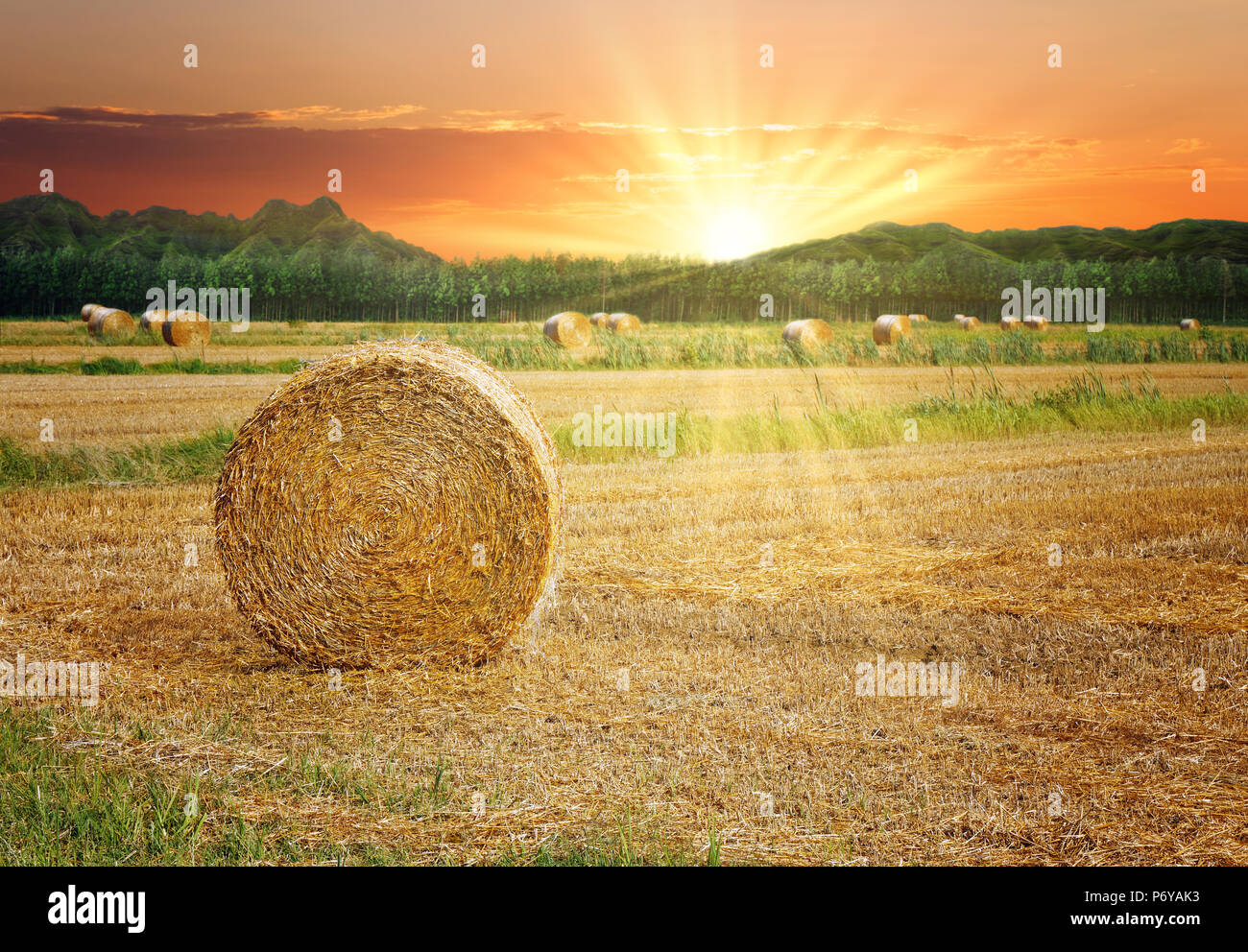 Hay bales in the scenic sunset landscape Stock Photo - Alamy