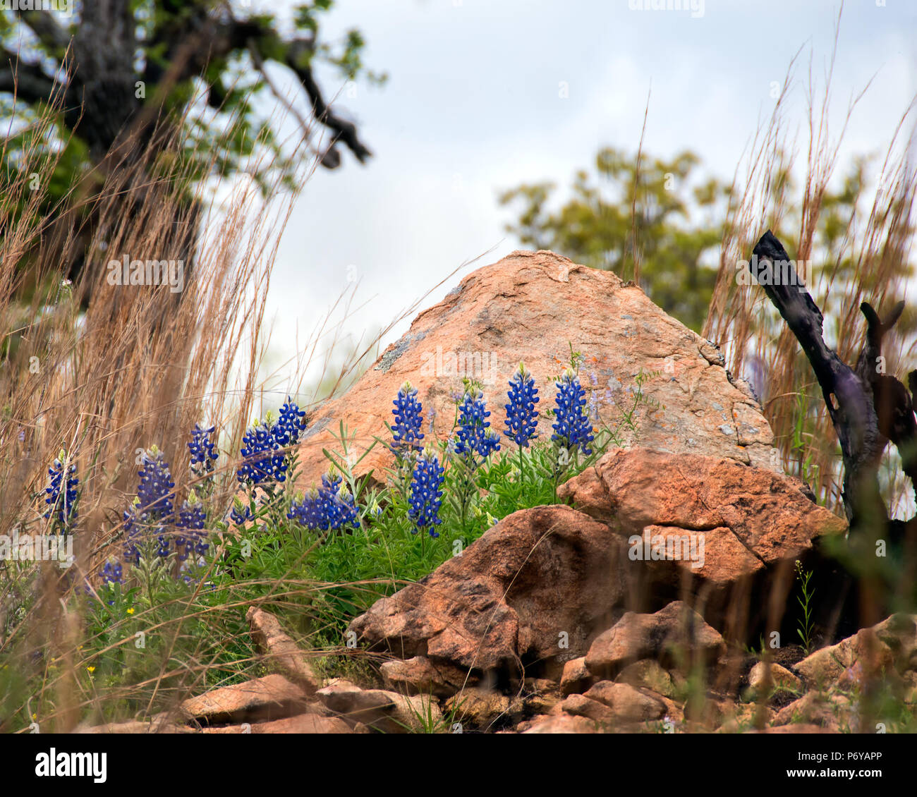 Bluebonnets hi-res stock photography and images - Alamy