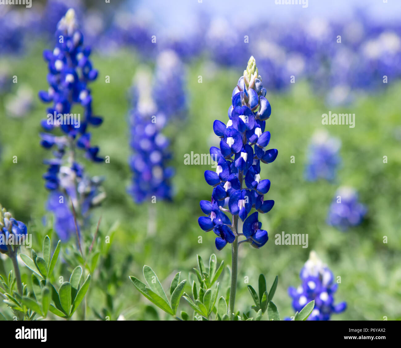 Bluebonnets Close Up High Resolution Stock Photography and Images - Alamy