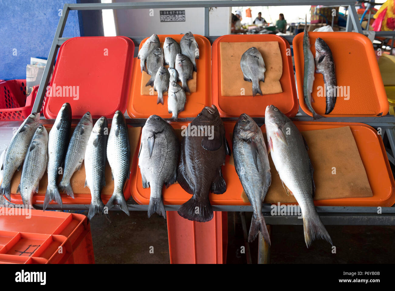 sale of different fish in trays of colors with ice to maintain the ...