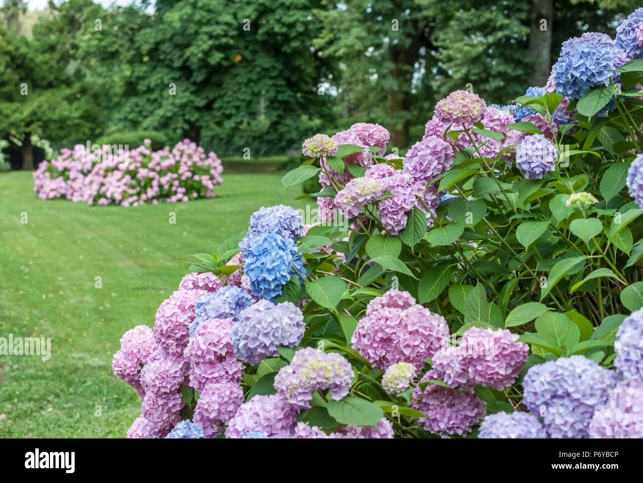 colorful blooming hydrangea background Stock Photo - Alamy