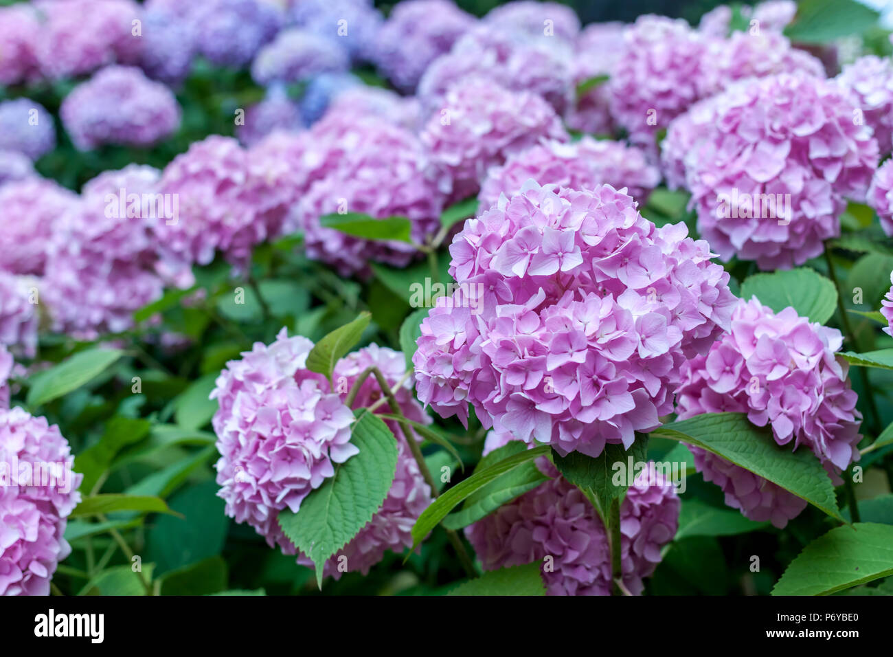 colorful blooming hydrangea background Stock Photo - Alamy