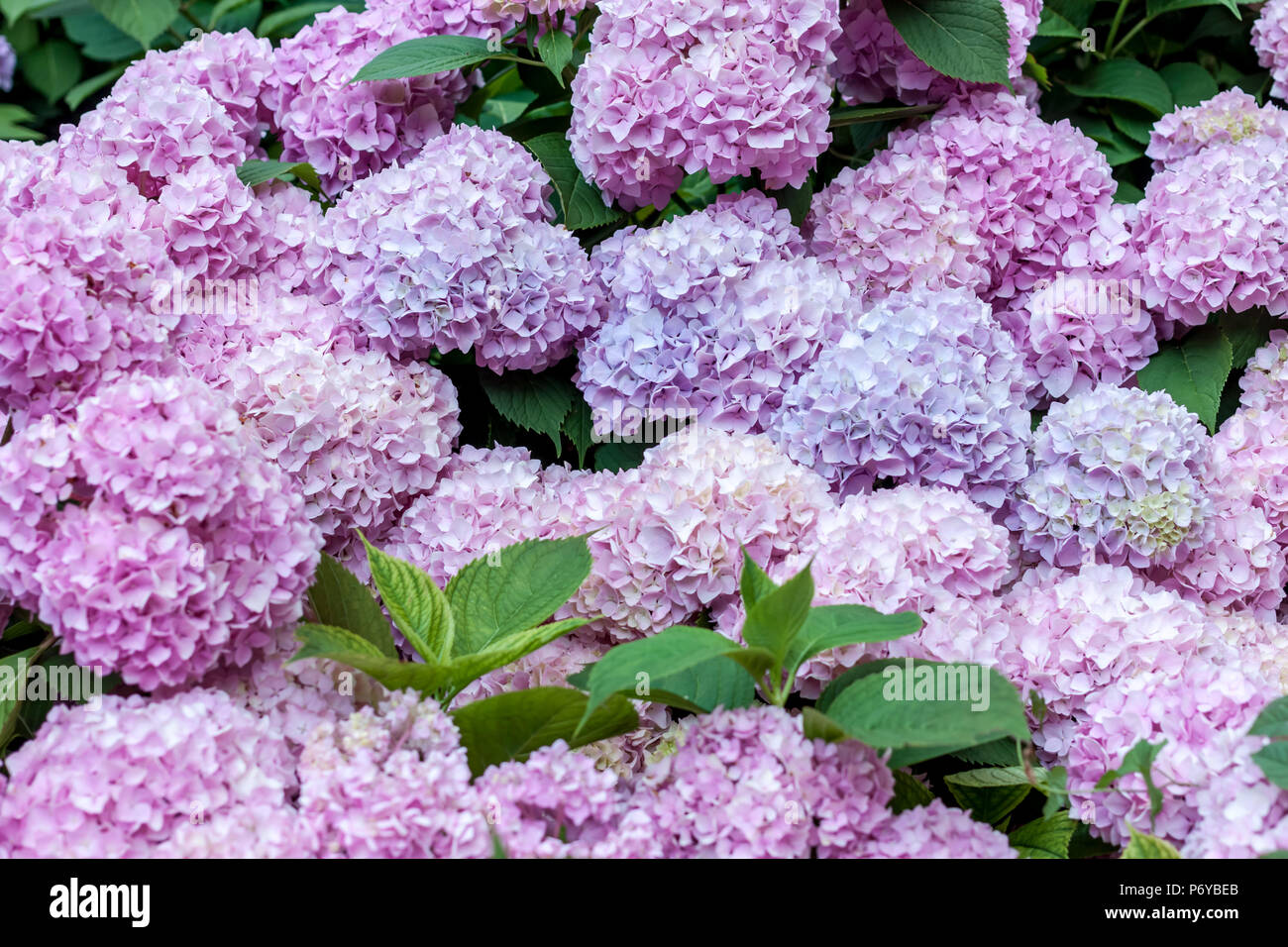 colorful blooming hydrangea background Stock Photo - Alamy