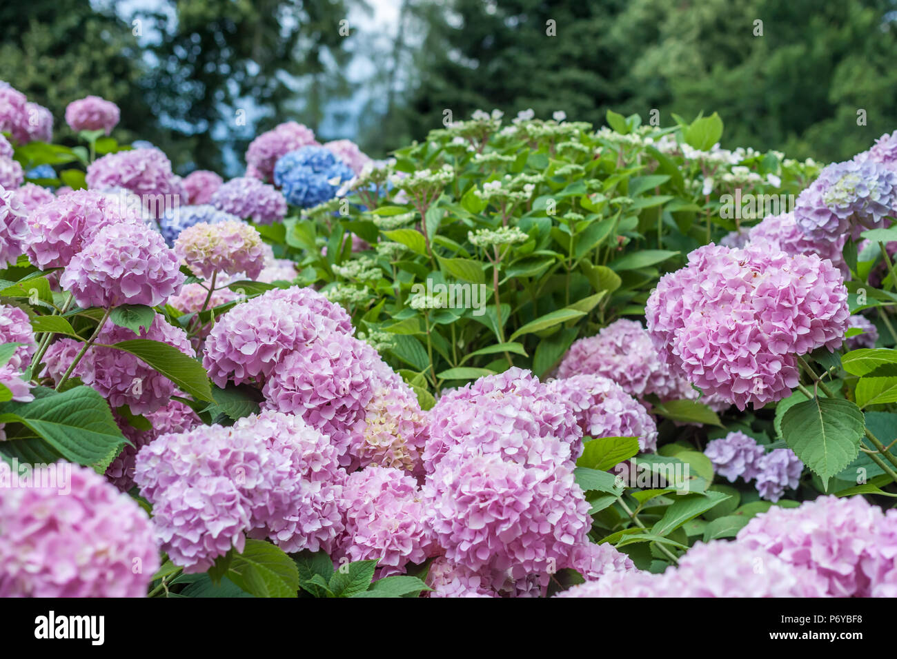 colorful blooming hydrangea background Stock Photo - Alamy