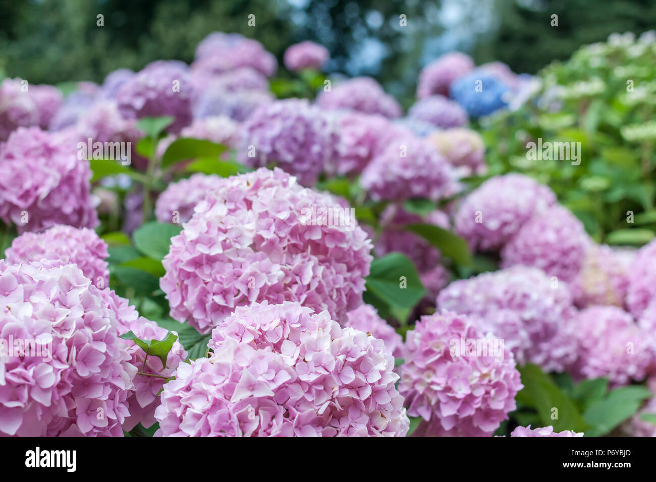 colorful blooming hydrangea background Stock Photo - Alamy