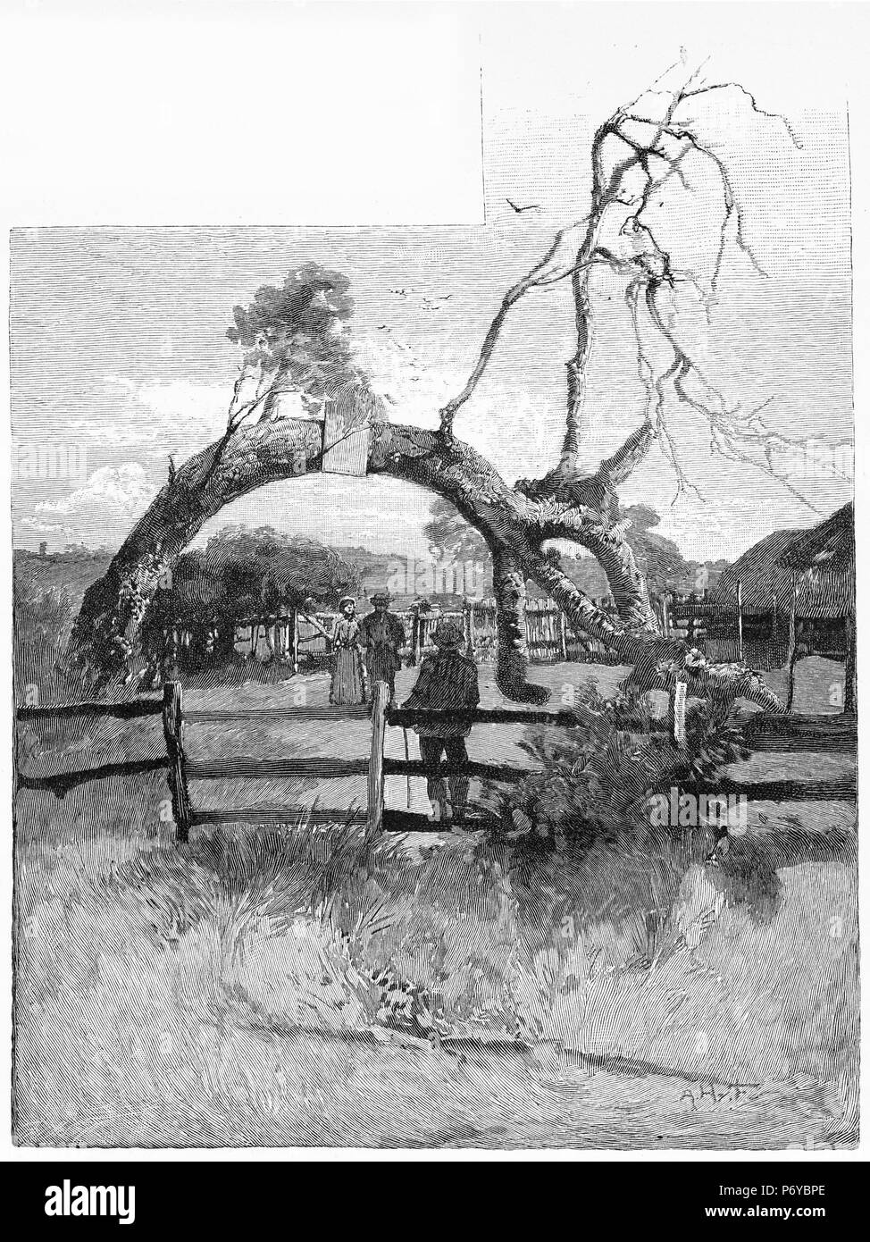 Proclamation tree hi-res stock photography and images - Alamy