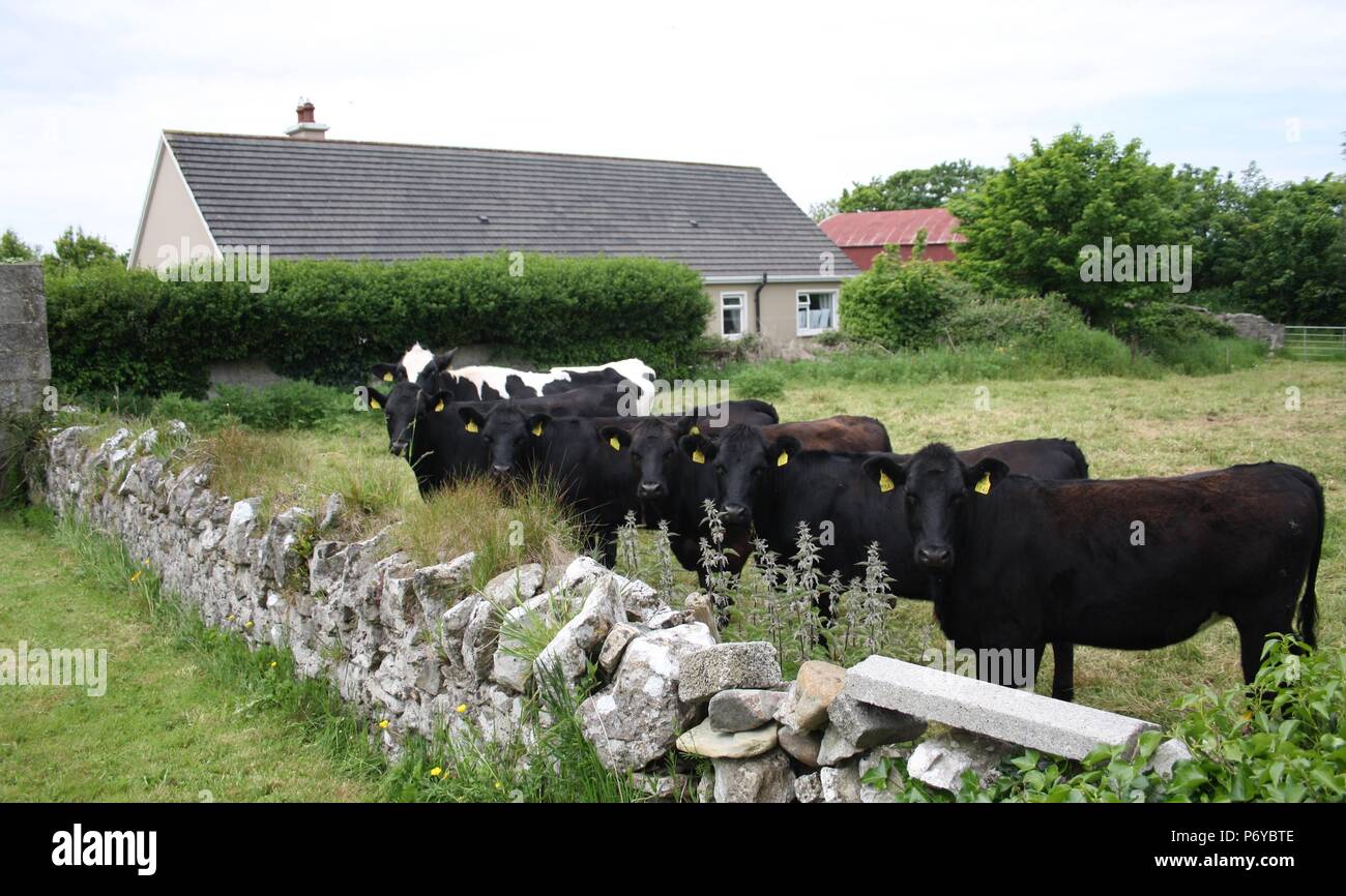 Funny cows hi-res stock photography and images - Alamy