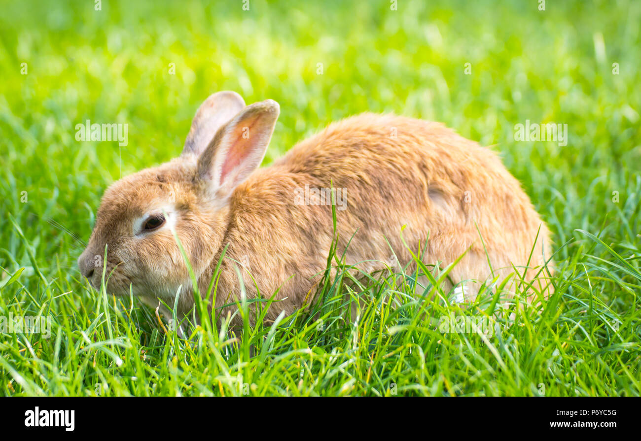 Rabbit, Rabbit on the lawn Rabbit on the green grass / Cottontail bunny ...