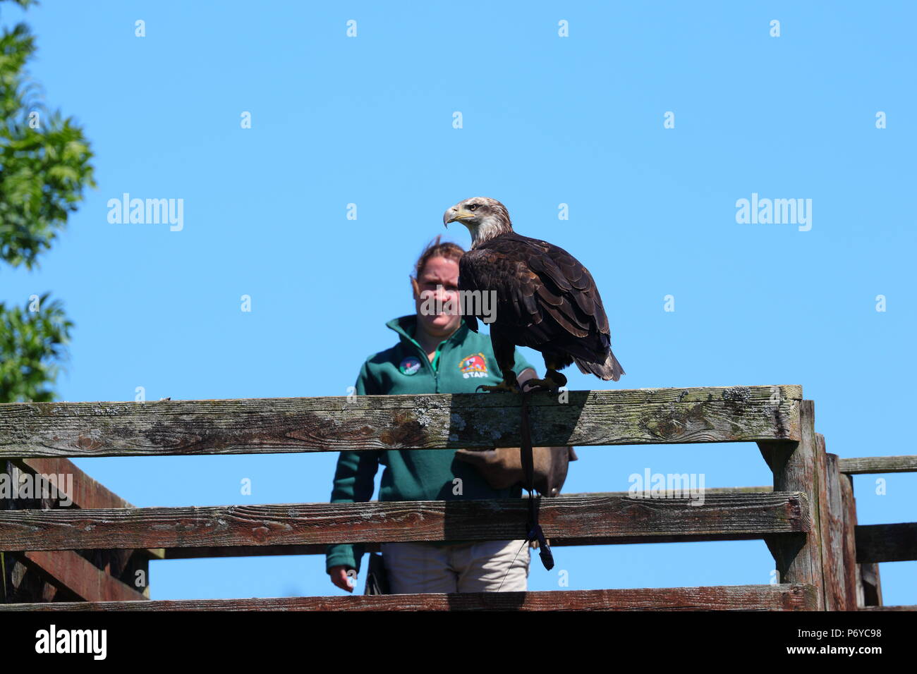 This Bald Eagle is part of a free flying bird show at Paradise Park in ...