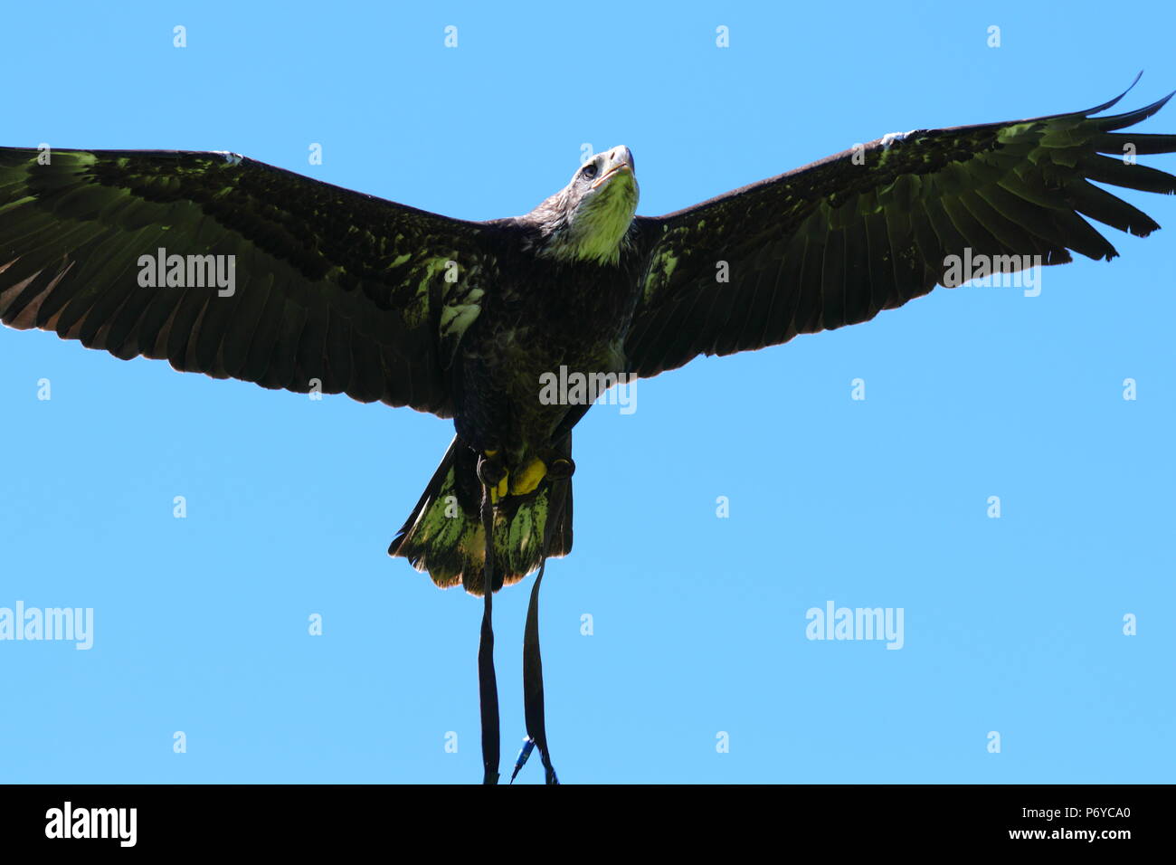 This Bald Eagle is part of a free flying bird show at Paradise Park in ...