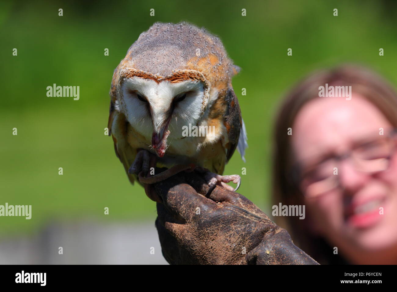 A Barn Owl is put to work during a falconry display at Paradise Park in ...