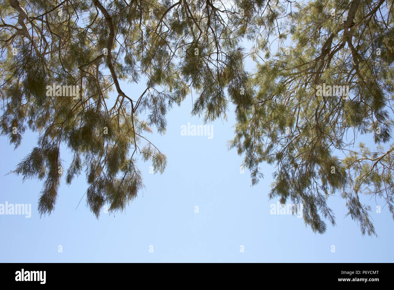 Tamarisk tree on a beach hi-res stock photography and images - Alamy