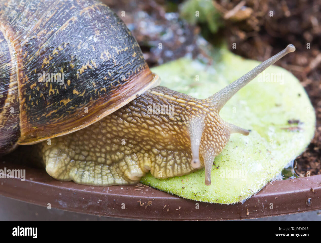 Snail in the garden background / Snail invasion in the garden Stock ...