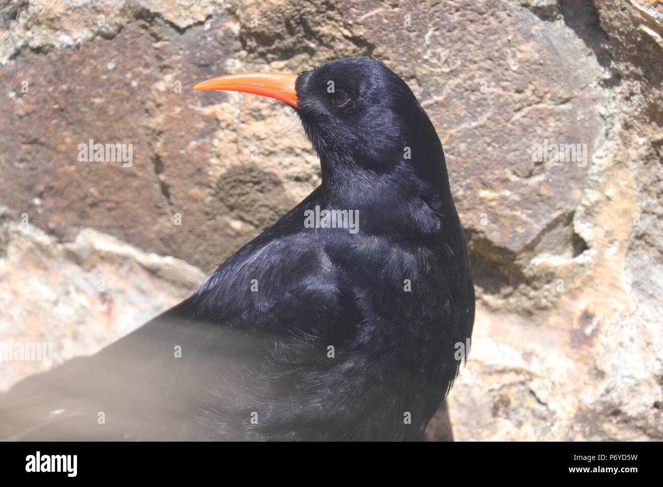 Cornish birds hi-res stock photography and images - Alamy