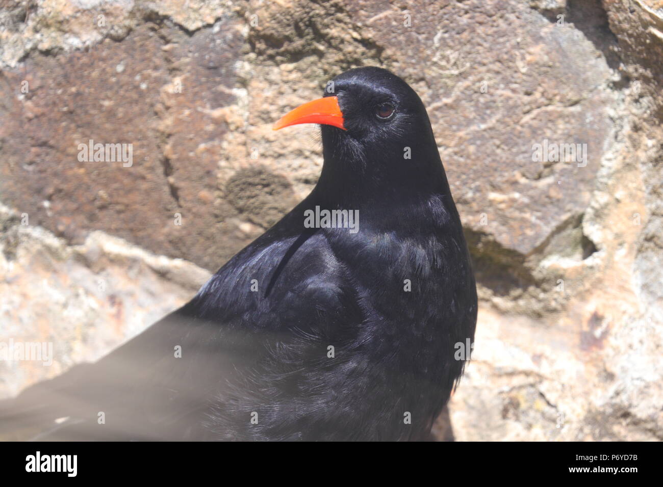 Cornish birds hi-res stock photography and images - Alamy
