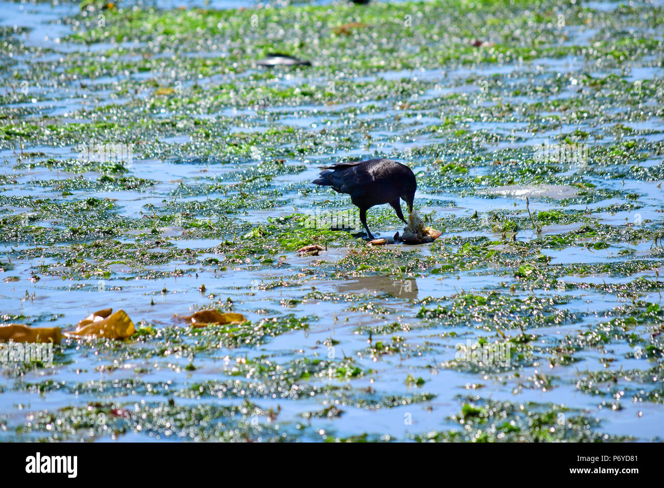 Raven eating carrion hi-res stock photography and images - Alamy