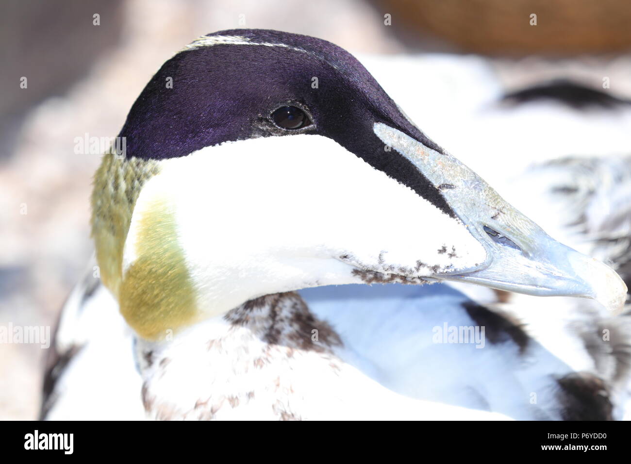 A close up of a male Eider Duck Stock Photo - Alamy