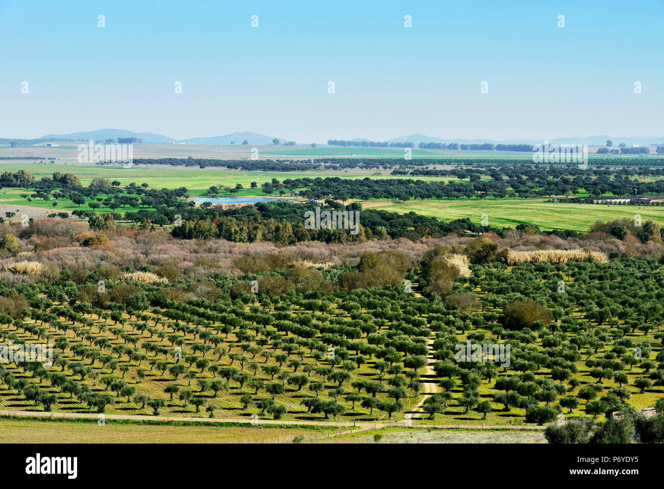 Cork trees portugal hi-res stock photography and images - Alamy