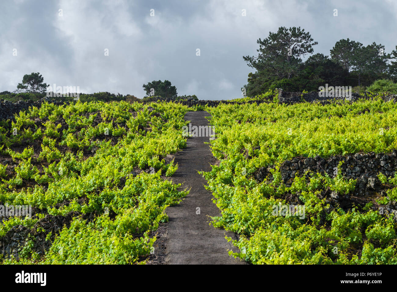 Portugal, Azores, Pico Island, Cabritos, vineyard in volcanic stone ...