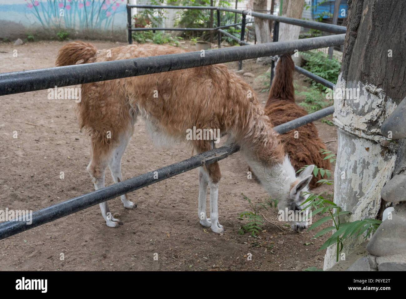 Small lama hi-res stock photography and images - Alamy
