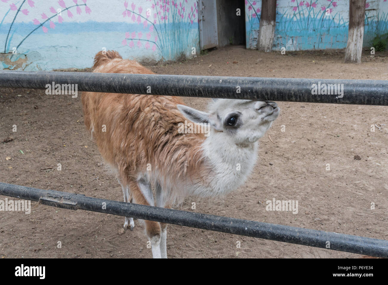 Small lama hi-res stock photography and images - Alamy