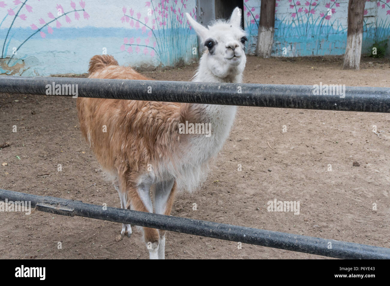 Small lama hi-res stock photography and images - Alamy