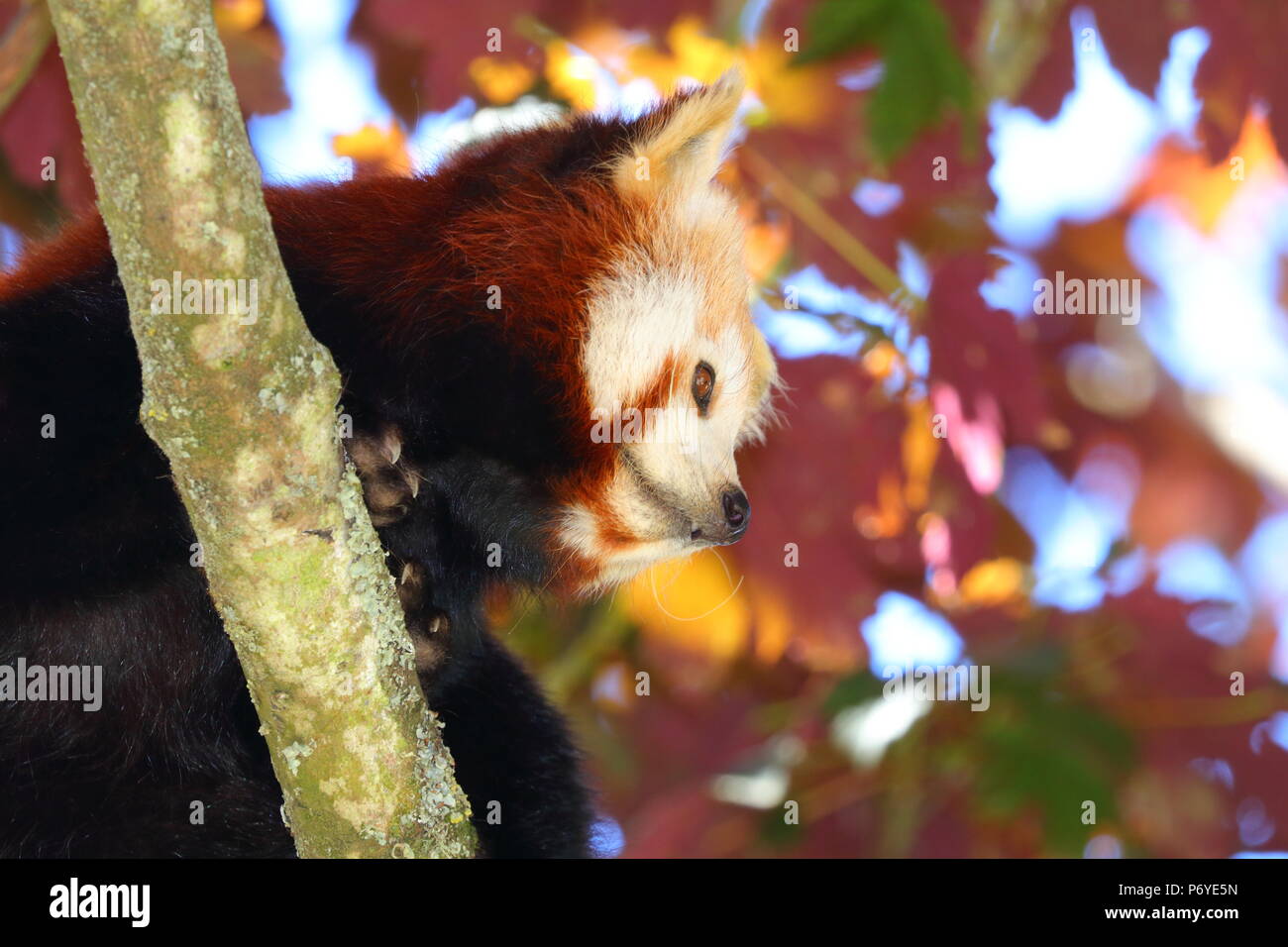 A captive Red Panda in treetops at Paradise Park tourist attraction in ...