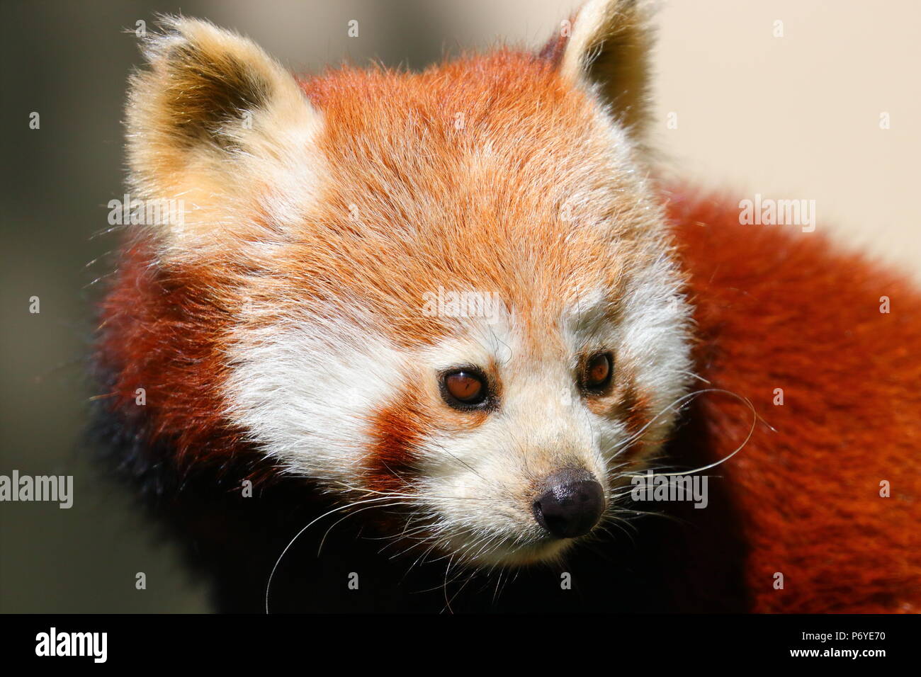 A captive Red Panda Bear at Paradise Park tourist attraction in Hayle ...