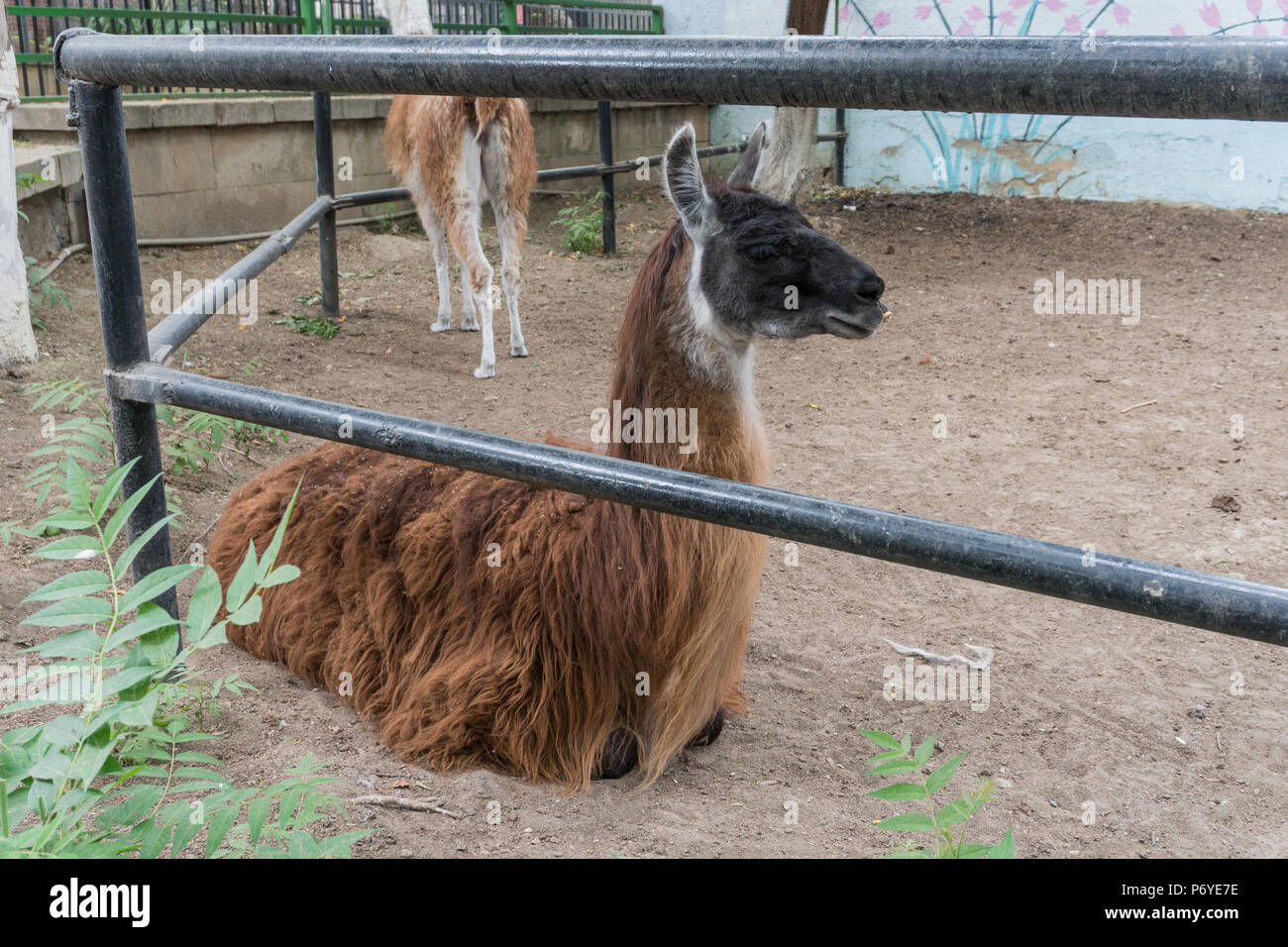Female llama hi-res stock photography and images - Alamy
