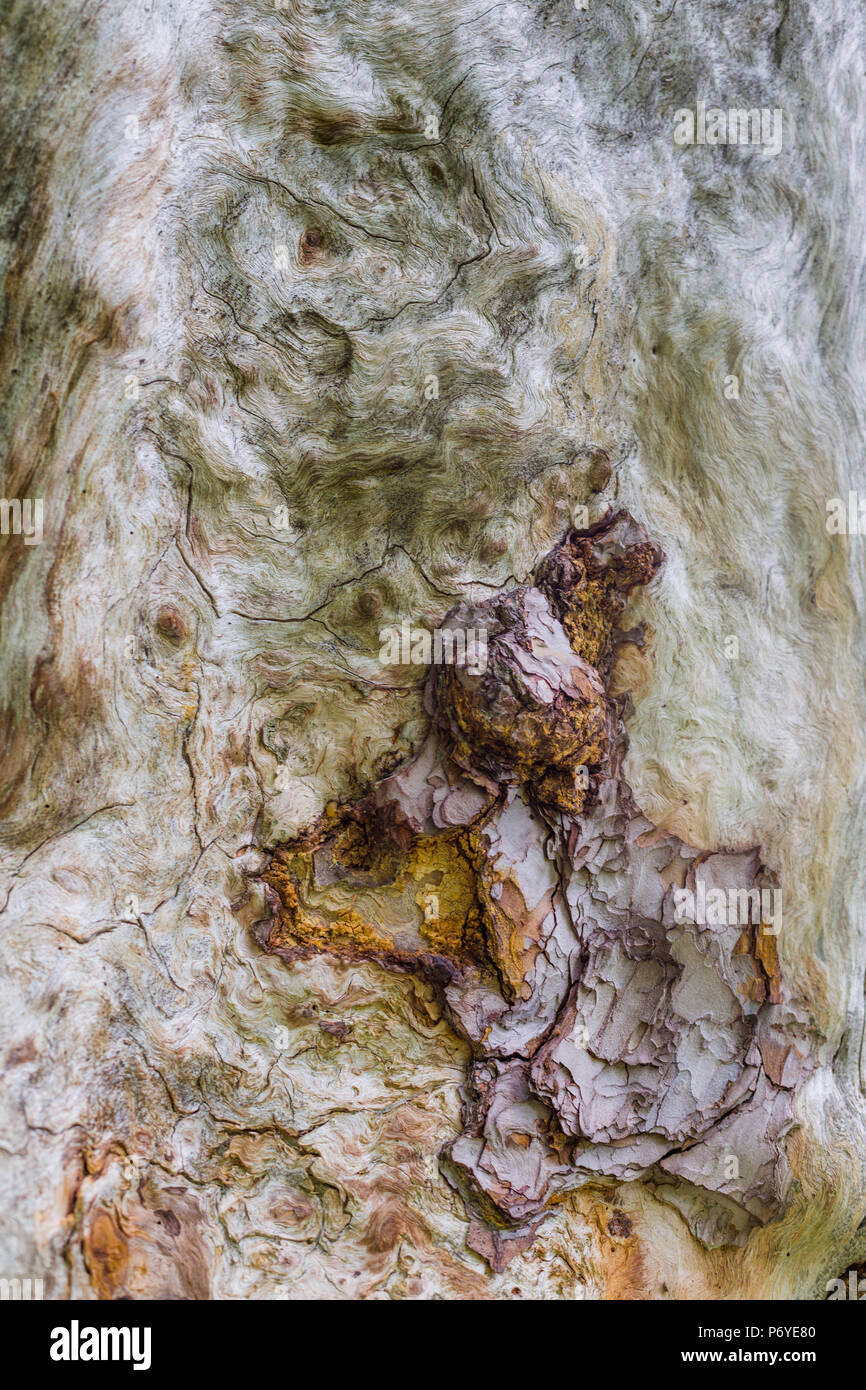 Surface trunk structure hi-res stock photography and images - Alamy