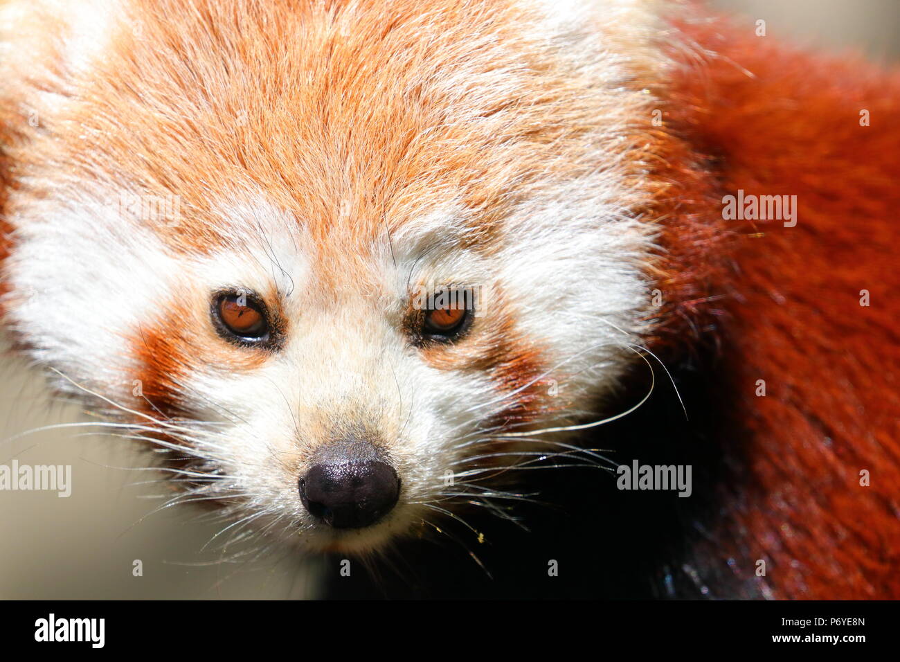 A captive Red Panda Bear at Paradise Park tourist attraction in Hayle ...
