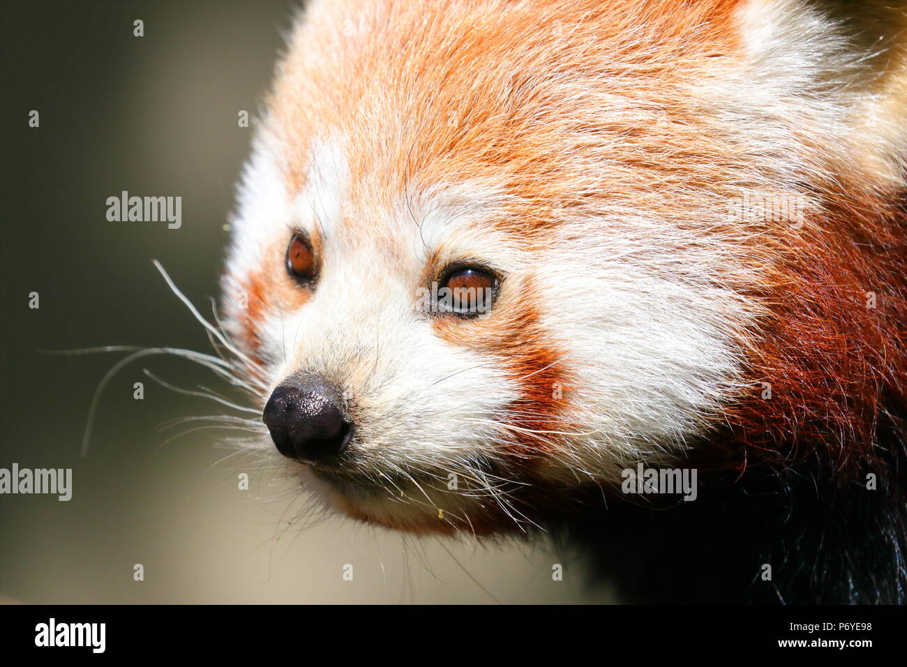 A captive Red Panda Bear at Paradise Park tourist attraction in Hayle ...