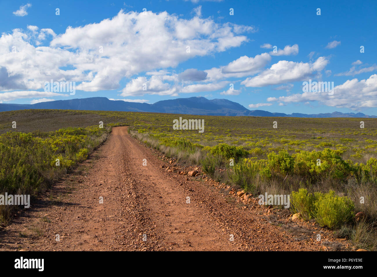 Bontebok National Park, Western Cape, South Africa Stock Photo - Alamy