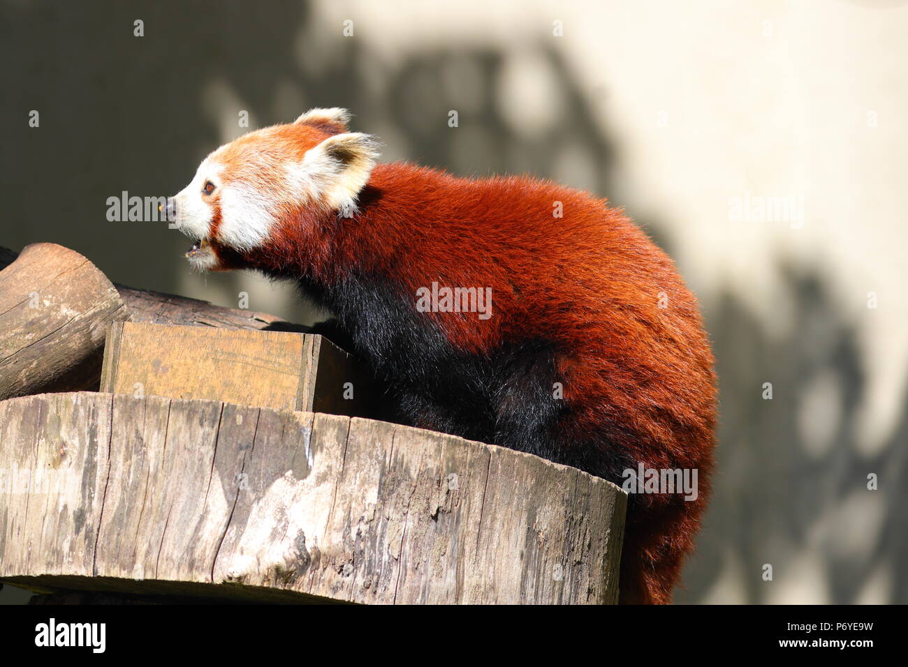 A captive Red Panda Bear at Paradise Park tourist attraction in Hayle ...