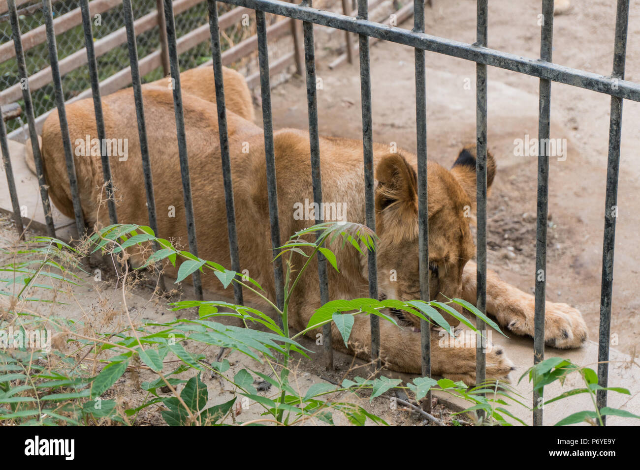 Young lioness relaxes at the zoo Stock Photo - Alamy