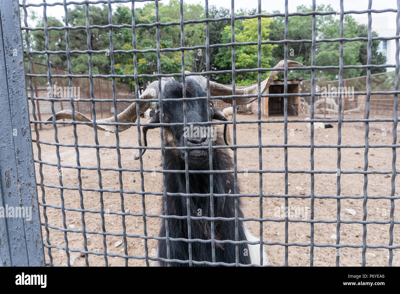 White sheep contact zoo hi-res stock photography and images - Alamy