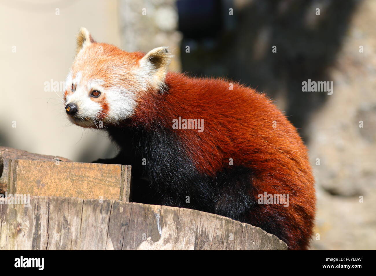 A captive Red Panda Bear at Paradise Park tourist attraction in Hayle ...
