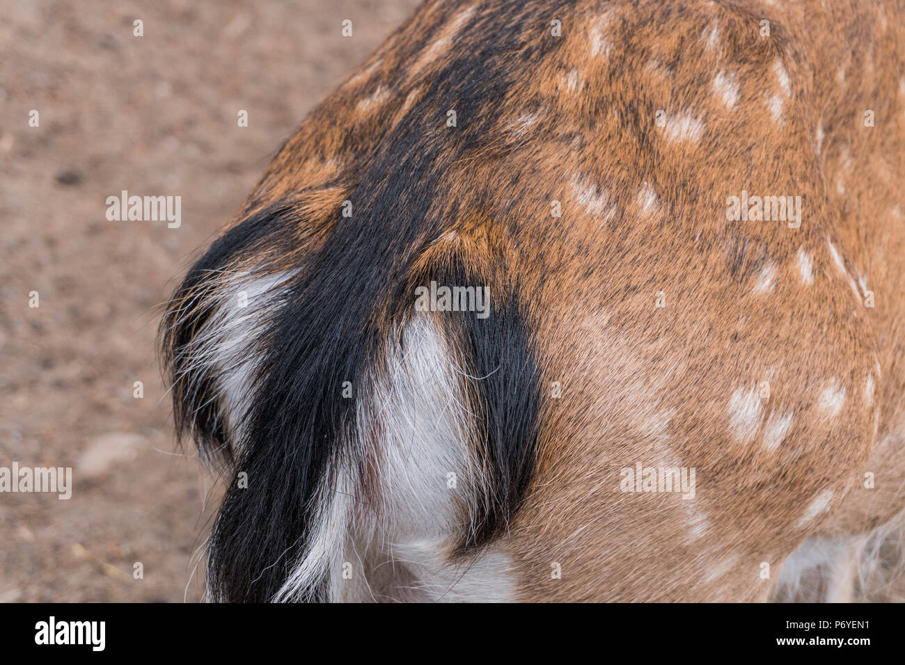 Wool of a deer close-up Stock Photo - Alamy