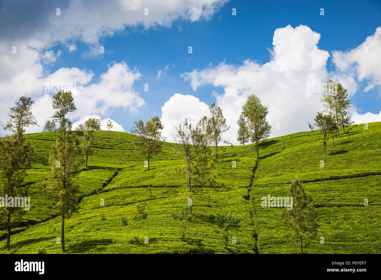 Tea Estate Sri Lanka Stock Photos & Tea Estate Sri Lanka Stock Images ...