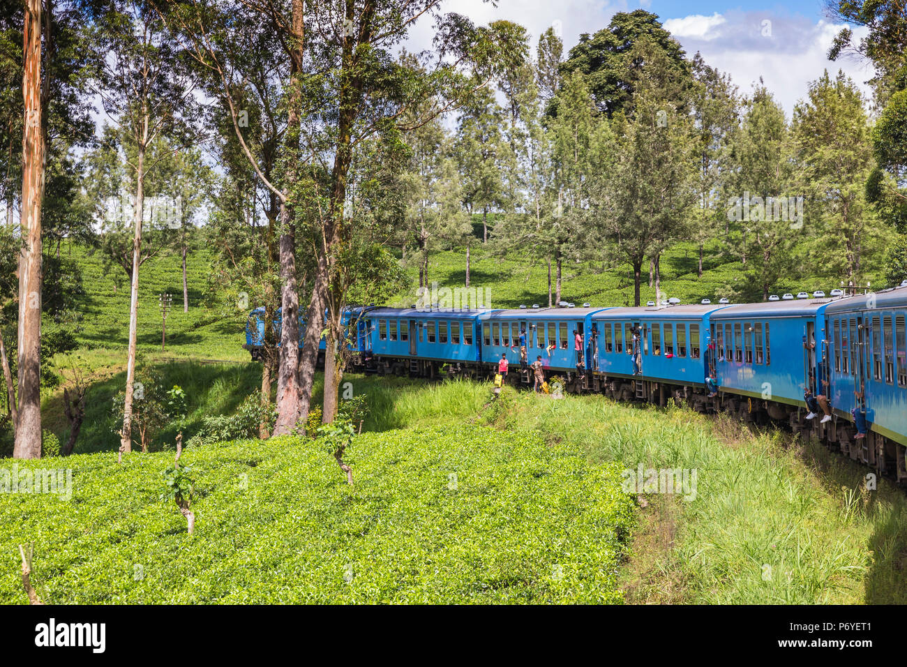 Sri Lanka, Central Province, Kandy to Badulla train alongside tea ...