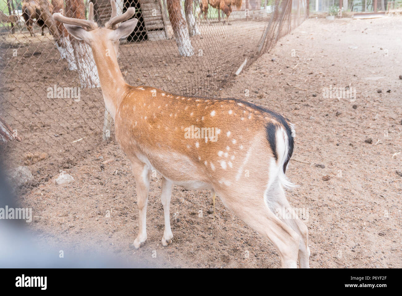 Adult muzzle of deer hi-res stock photography and images - Alamy