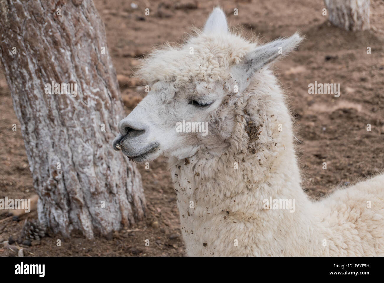 Portrait of a small white lama in a zoo in the summer Stock Photo - Alamy