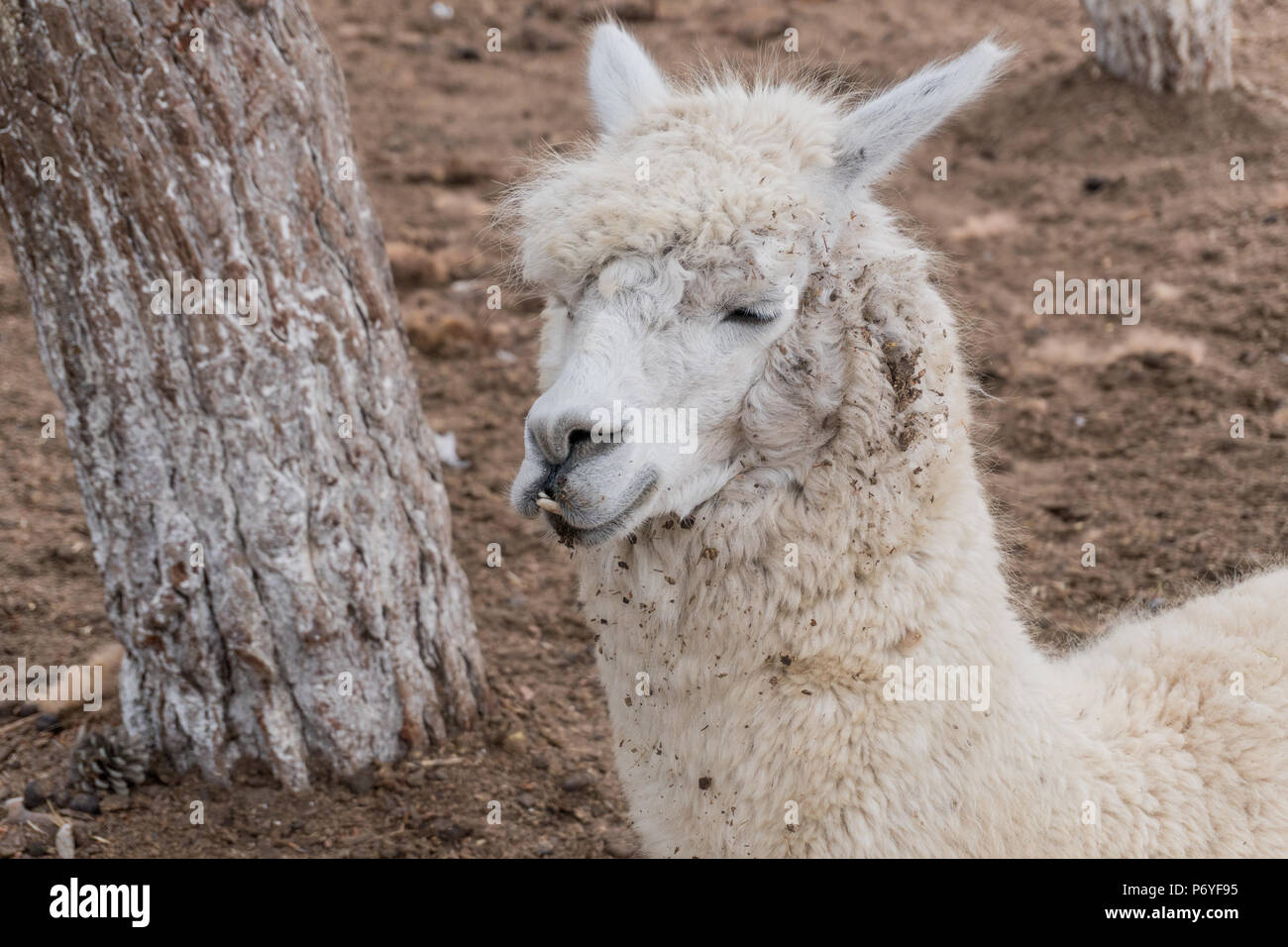 Portrait of a small white lama in a zoo in the summer Stock Photo - Alamy