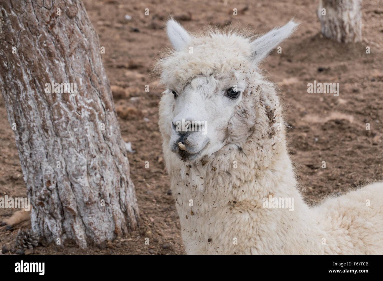 Small lama hi-res stock photography and images - Alamy