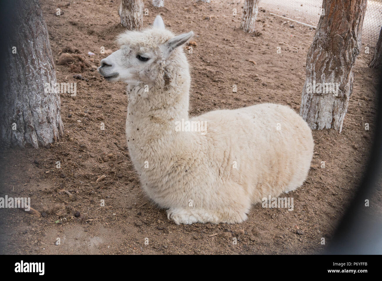 A small white lama relaxes lying on the ground Stock Photo - Alamy