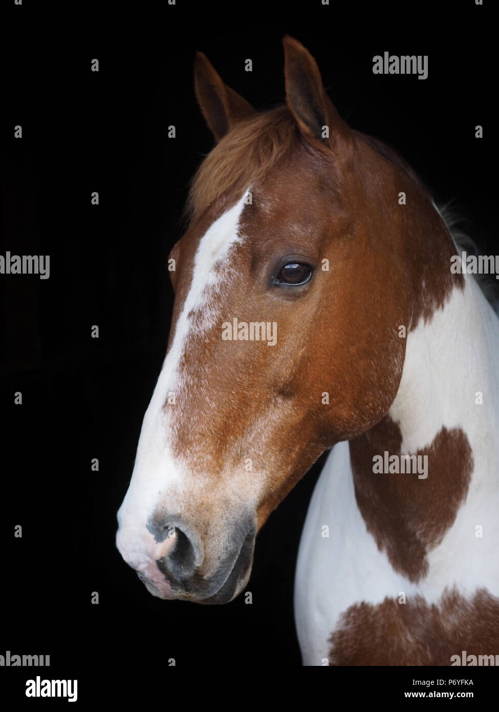 Skewbald Horse Stock Photos & Skewbald Horse Stock Images - Alamy