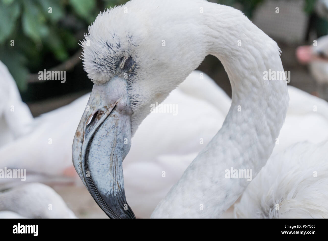 Portrait of a sleepy flamingo close-up Stock Photo - Alamy