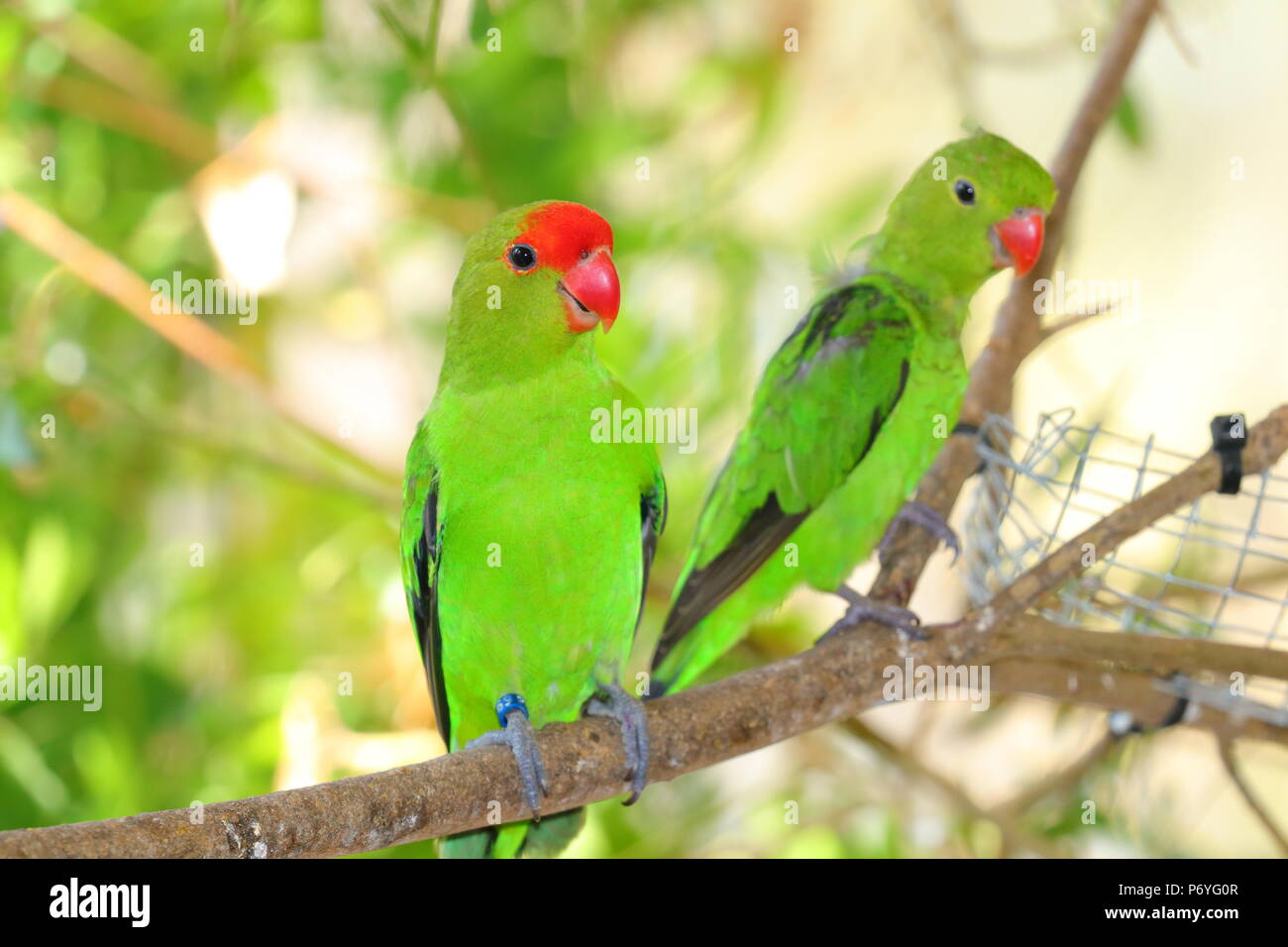 Abyssinian lovebird hi-res stock photography and images - Alamy