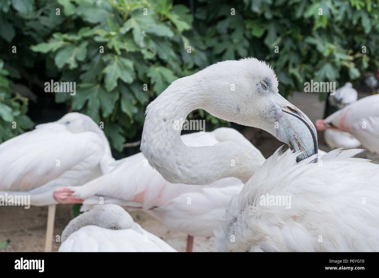 Portrait of a sleepy flamingo close-up Stock Photo - Alamy